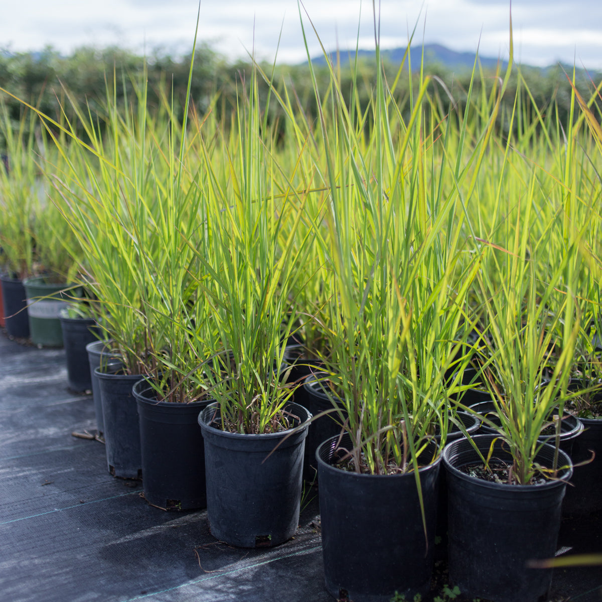 Flame Grass for Sale Online - The Greenhouse