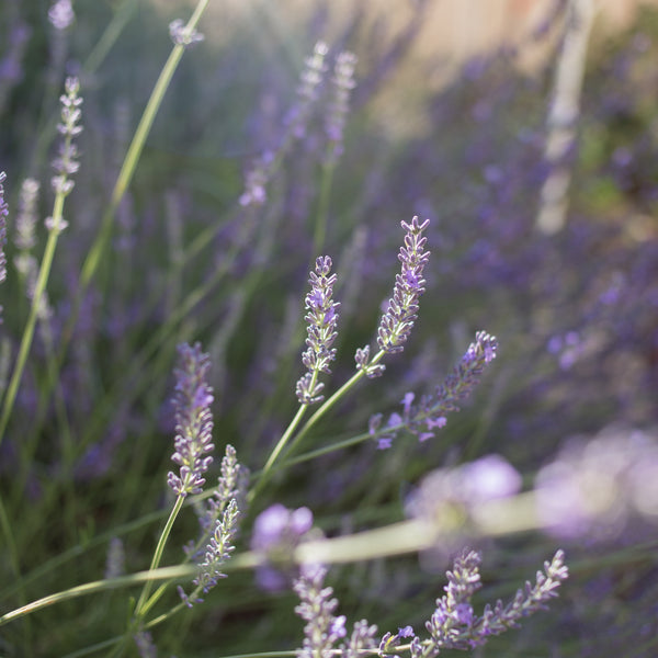 Phenomenal Lavender for Sale Online - The Greenhouse