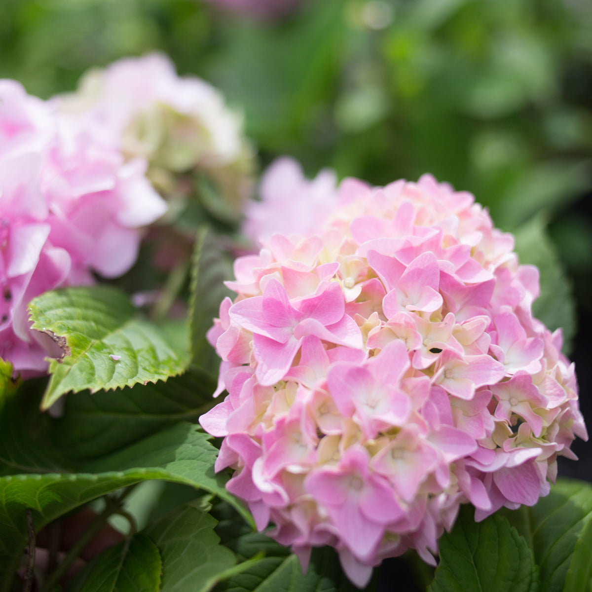 Hydrangea 'Penny Mac' - The Greenhouse