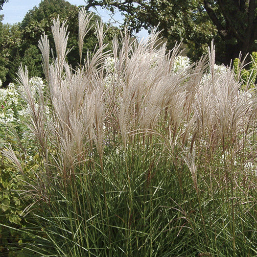 Graziella Maiden Grass For Sale Online The Greenhouse