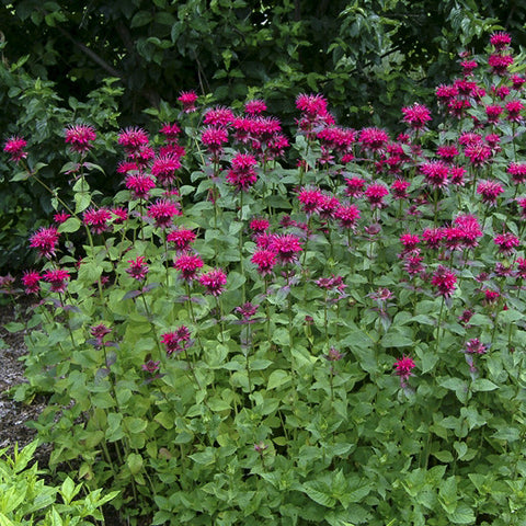 Bee Balm 'Raspberry Wine' for Sale Online - The Greenhouse