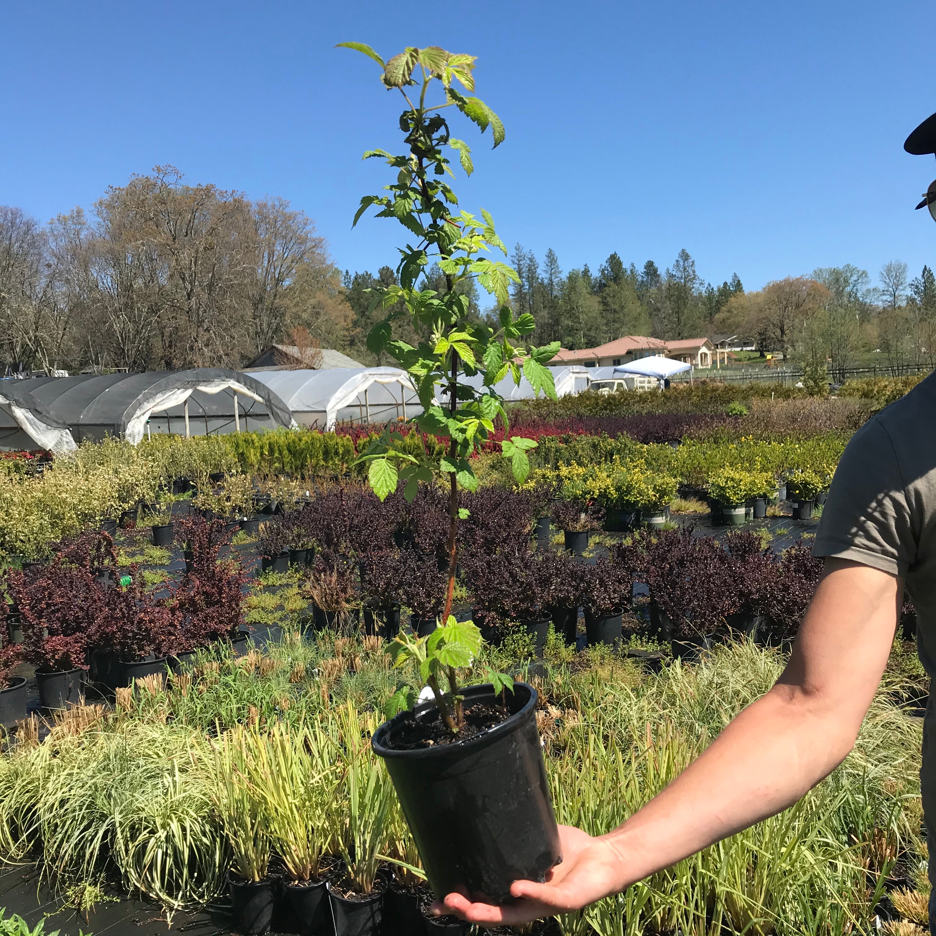 Boyne Raspberry - The Greenhouse