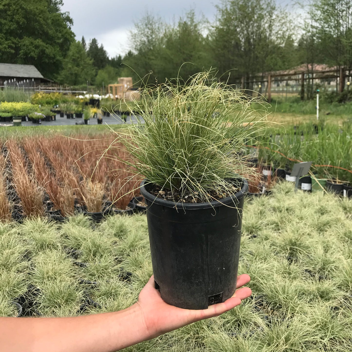 Carex Amazon Mist for Sale Online – The Greenhouse