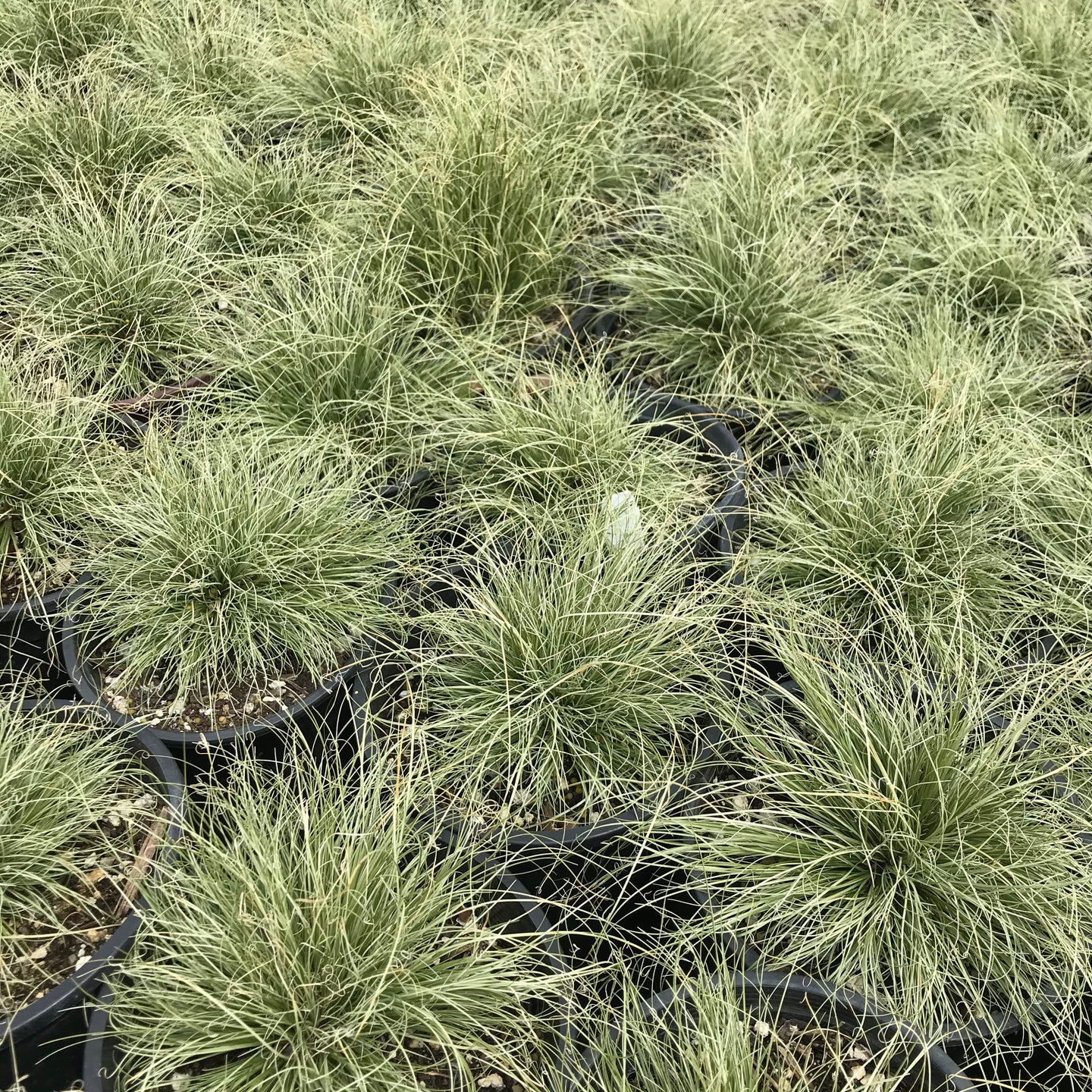 Carex Amazon Mist for Sale Online - The Greenhouse