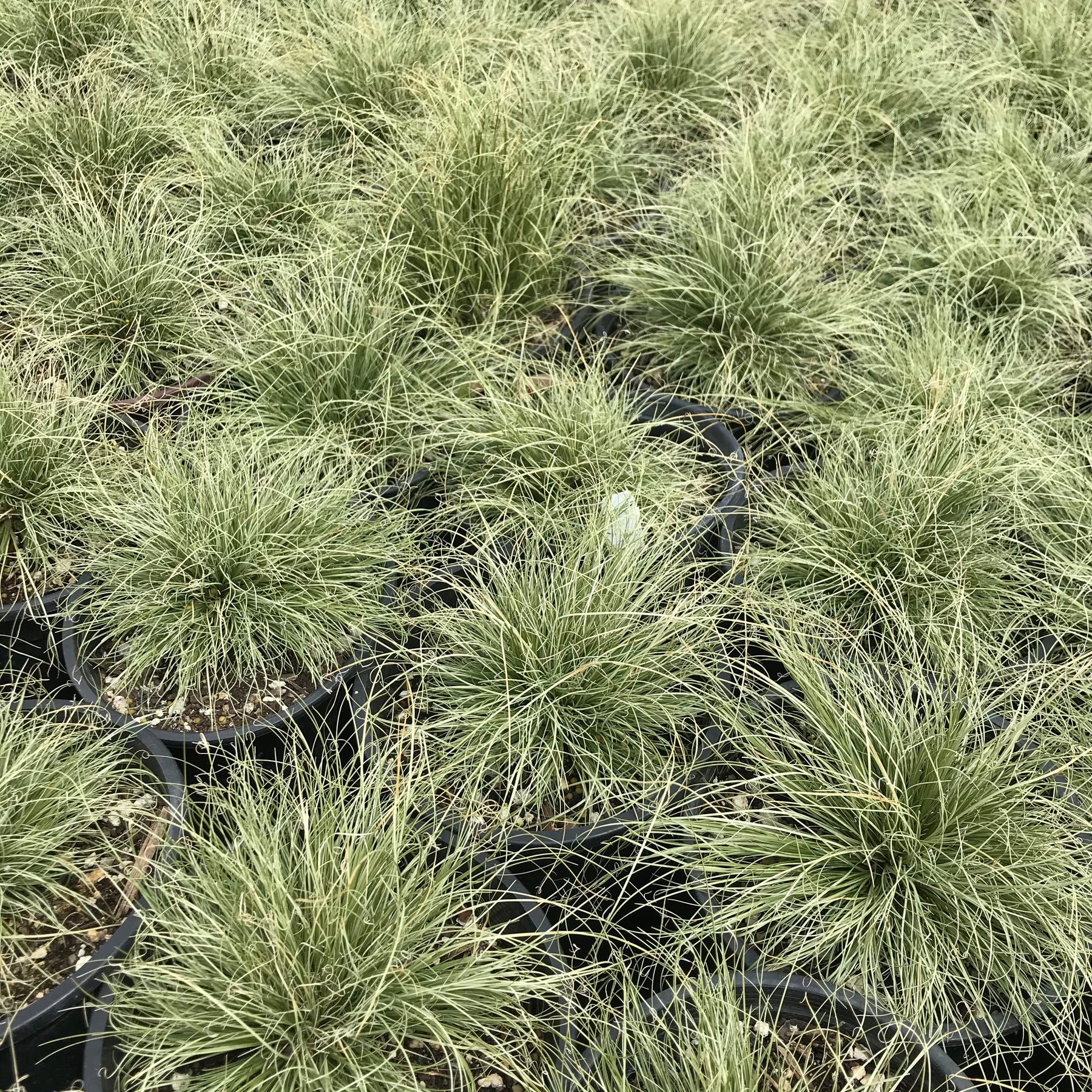 Carex Amazon Mist for Sale Online - The Greenhouse