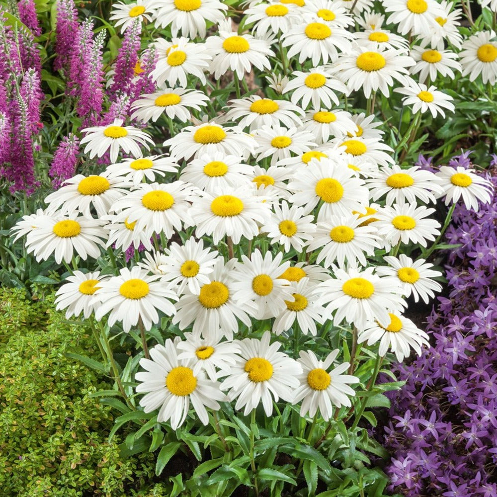 Snowcap Shasta Daisy - The Greenhouse