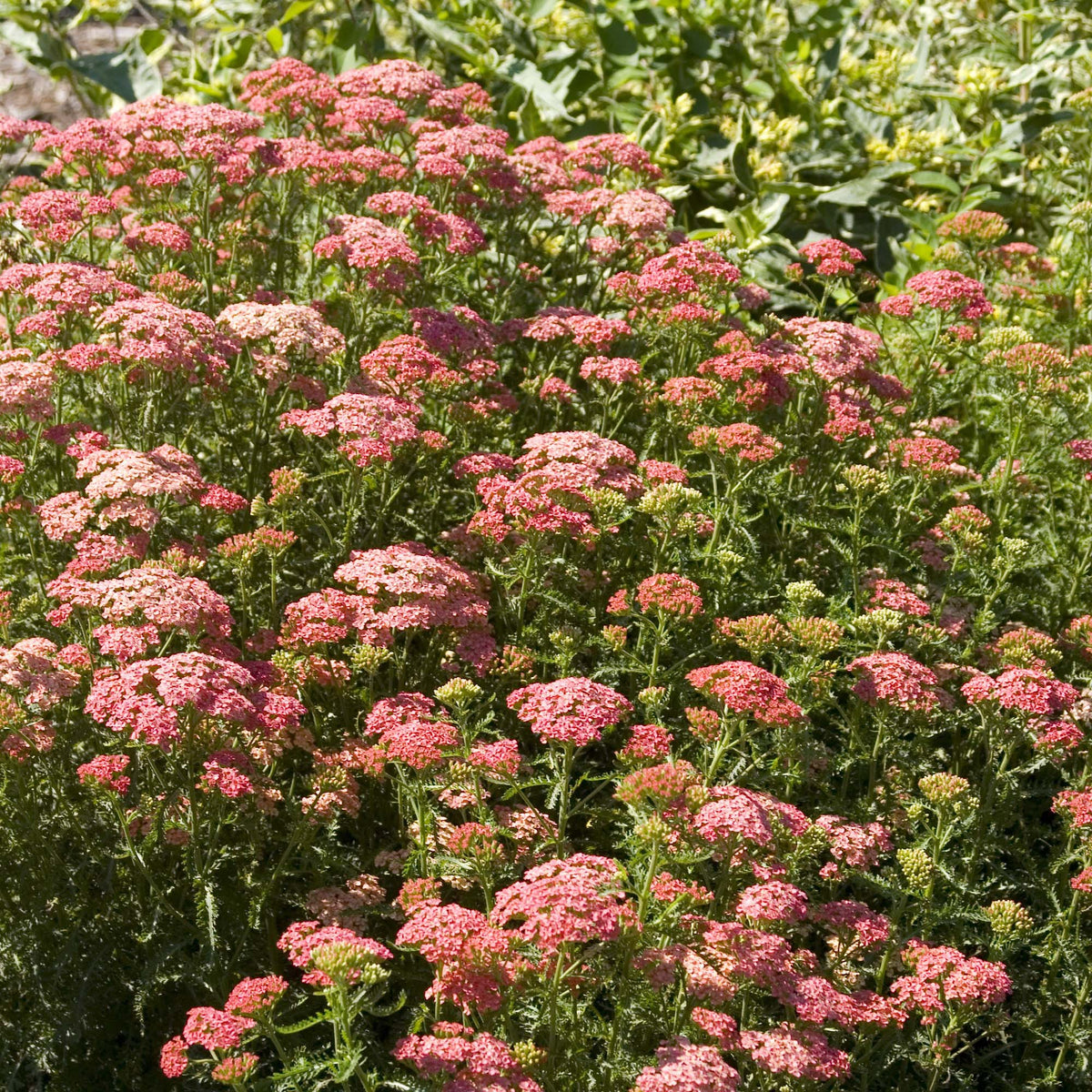 Tutti Frutti Apricot Delight Yarrow - The Greenhouse