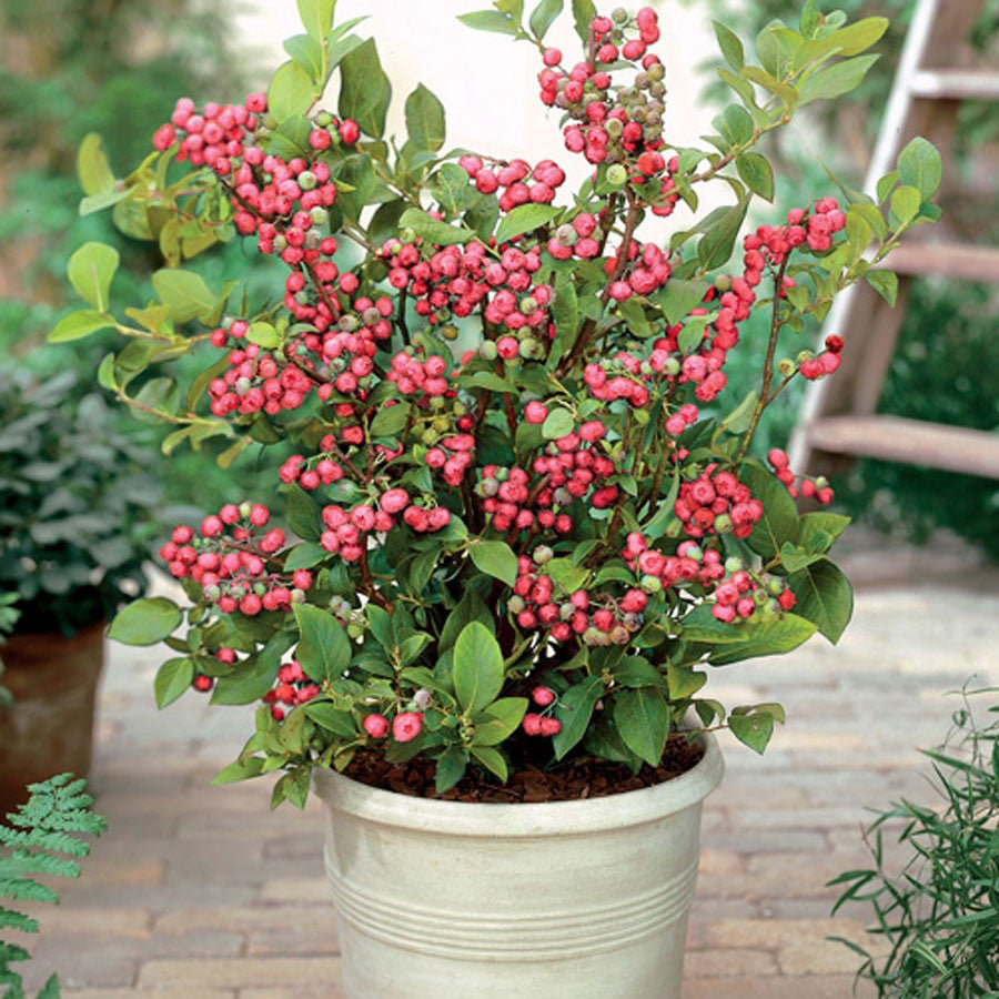 Berry Plants - Blueberry and Raspberry Plants for Sale - The Greenhouse