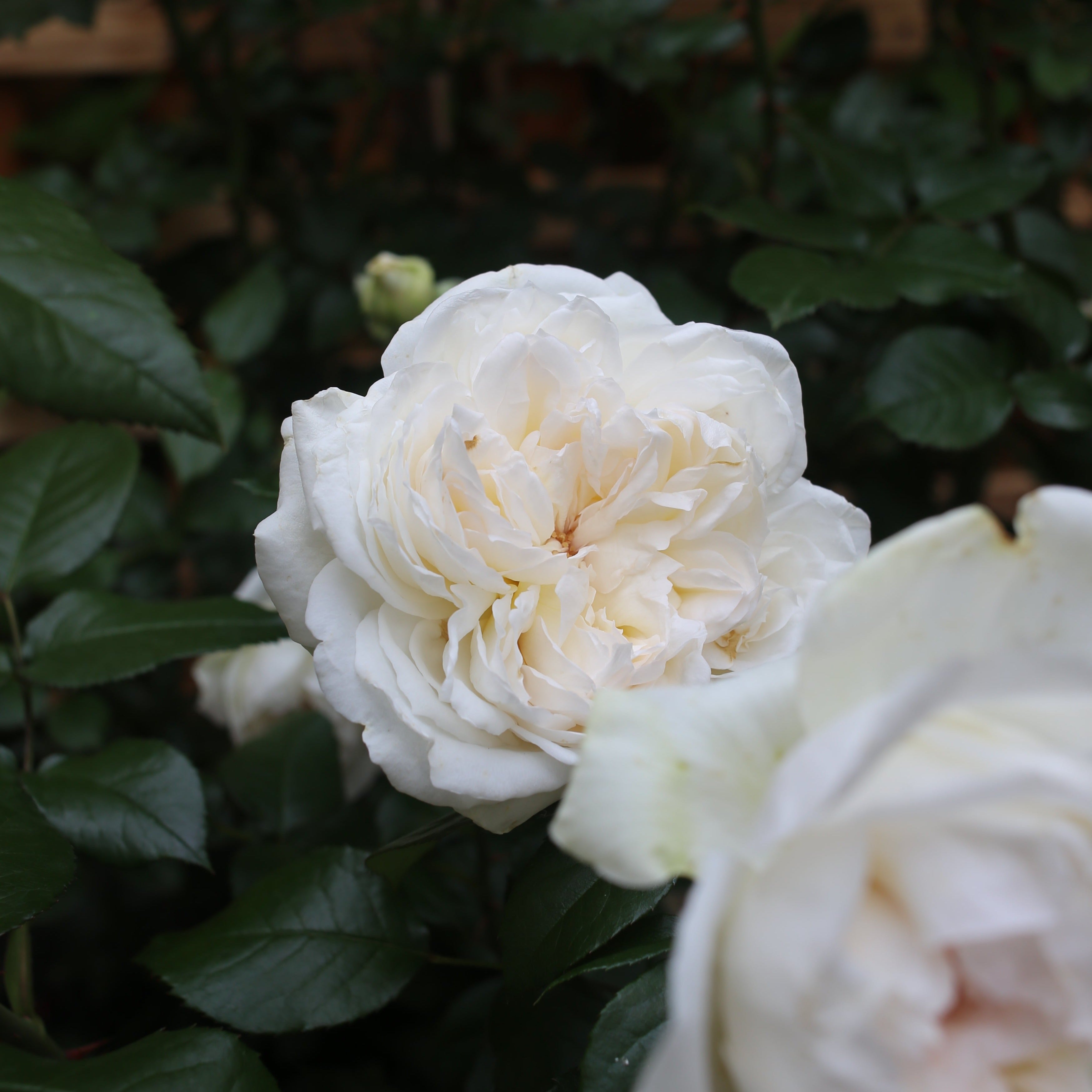 Bolero™ Rose - The Greenhouse