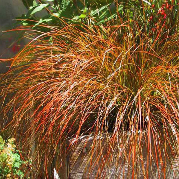 Prairie Fire Sedge for Sale Online - The Greenhouse
