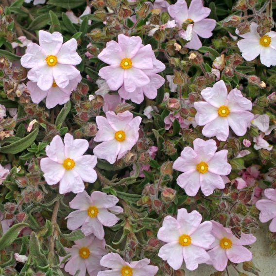 Pink Rock Rose for Sale Online - The Greenhouse