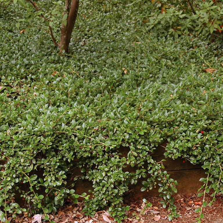 Cotoneaster 'Coral Beauty' for Sale Online - The Greenhouse