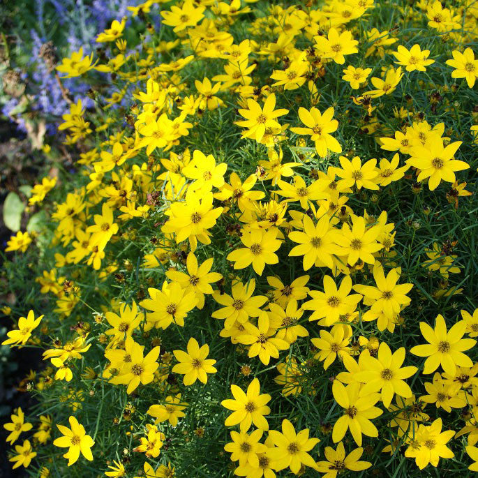 Coreopsis 'Moonbeam' for Sale Online - The Greenhouse