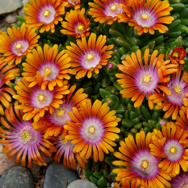 Fire Spinner Ice Plant for Sale Online - The Greenhouse