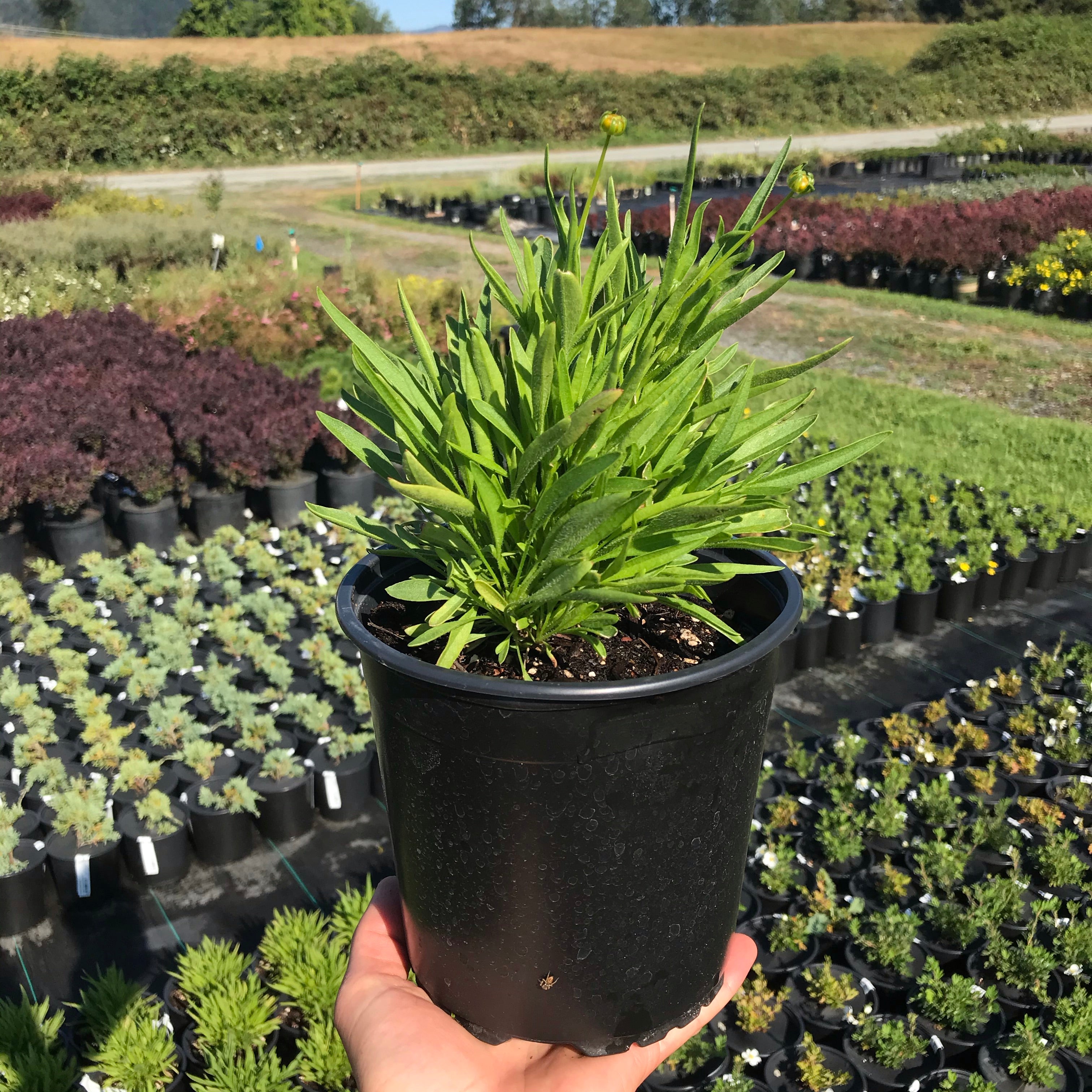 Coreopsis UpTick™ Cream - The Greenhouse