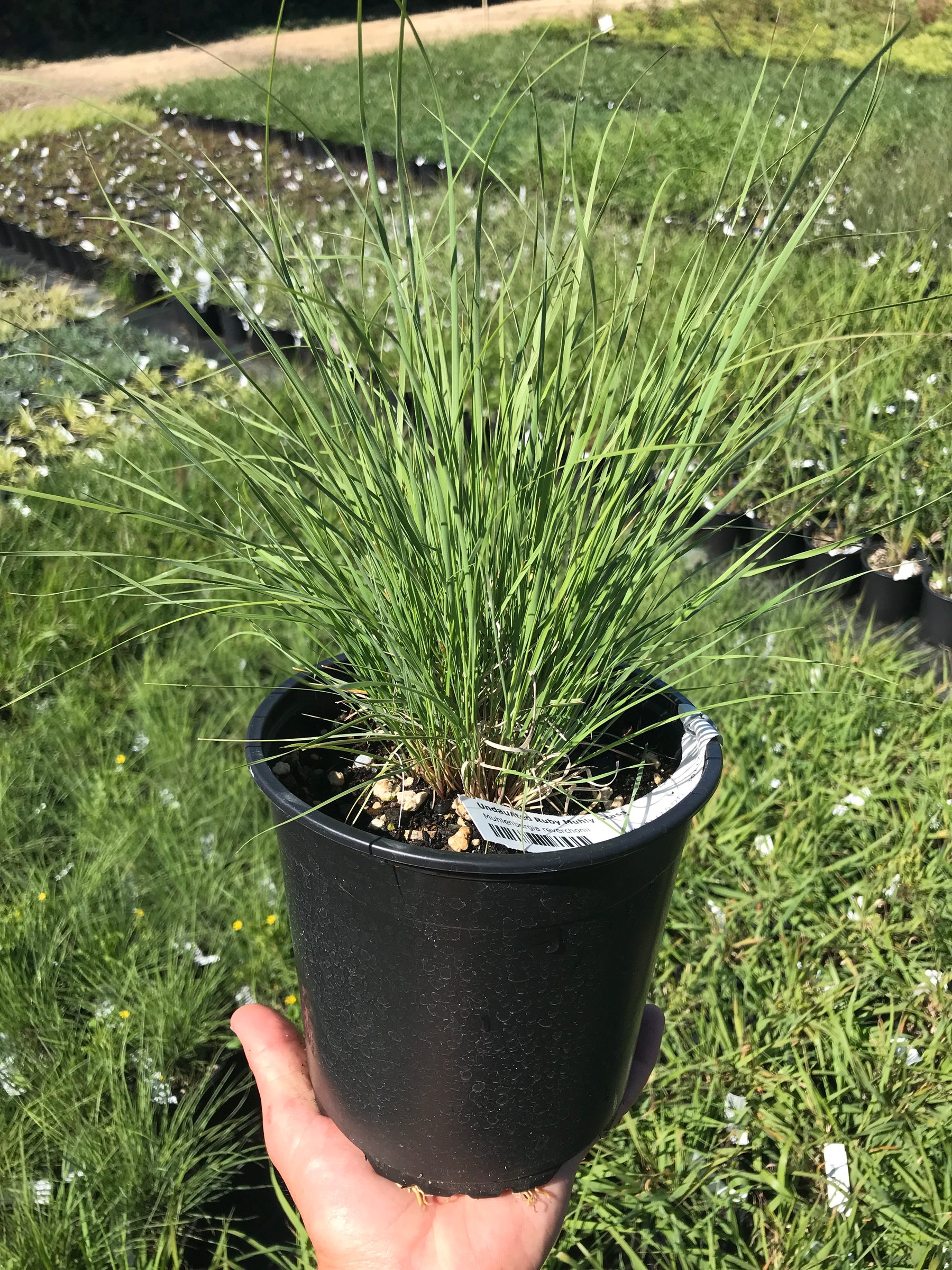 Undaunted Ruby Muhly Grass - The Greenhouse
