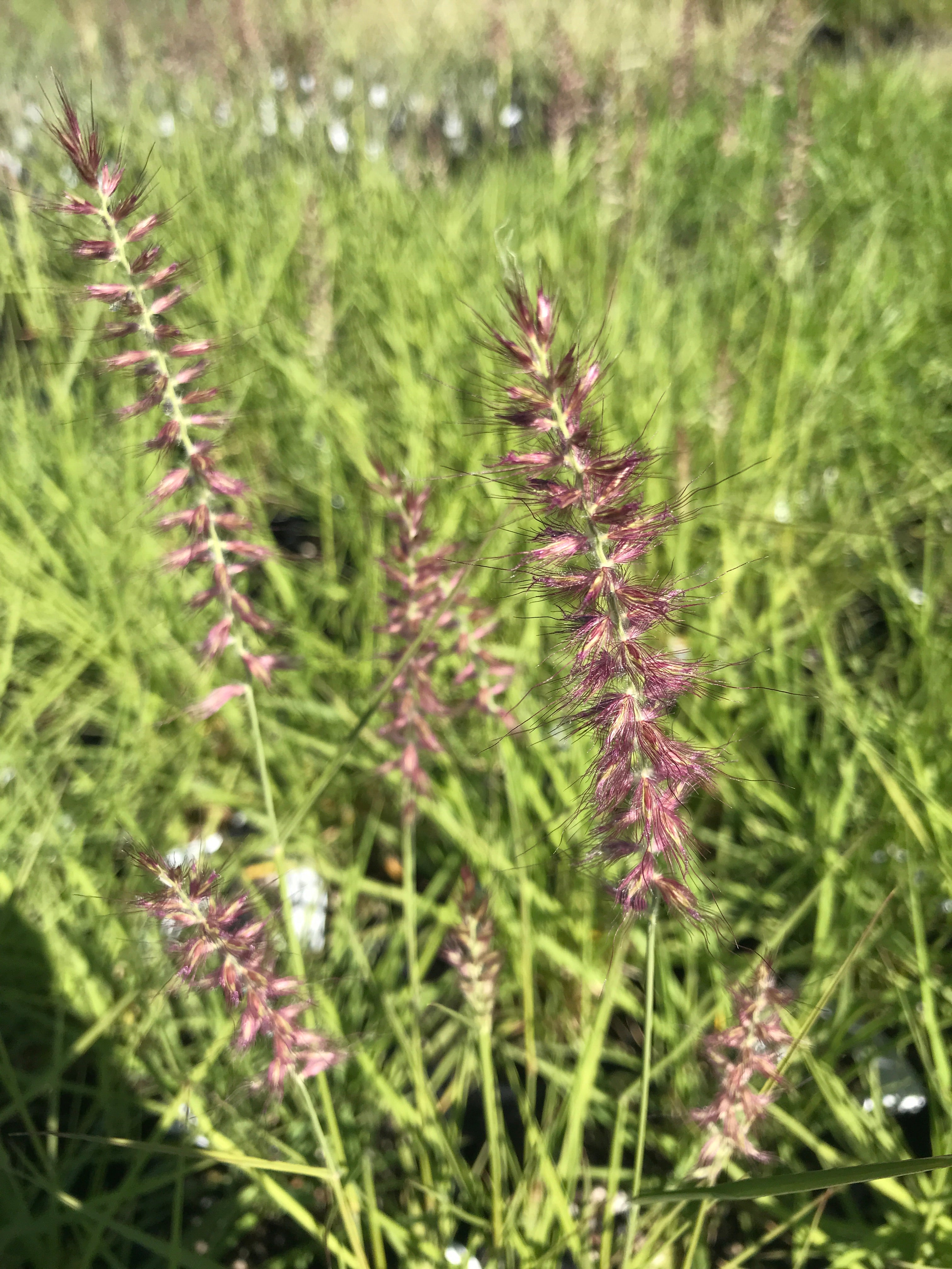 Oriental Fountain Grass 'Karley Rose' for Sale Online - The Greenhouse