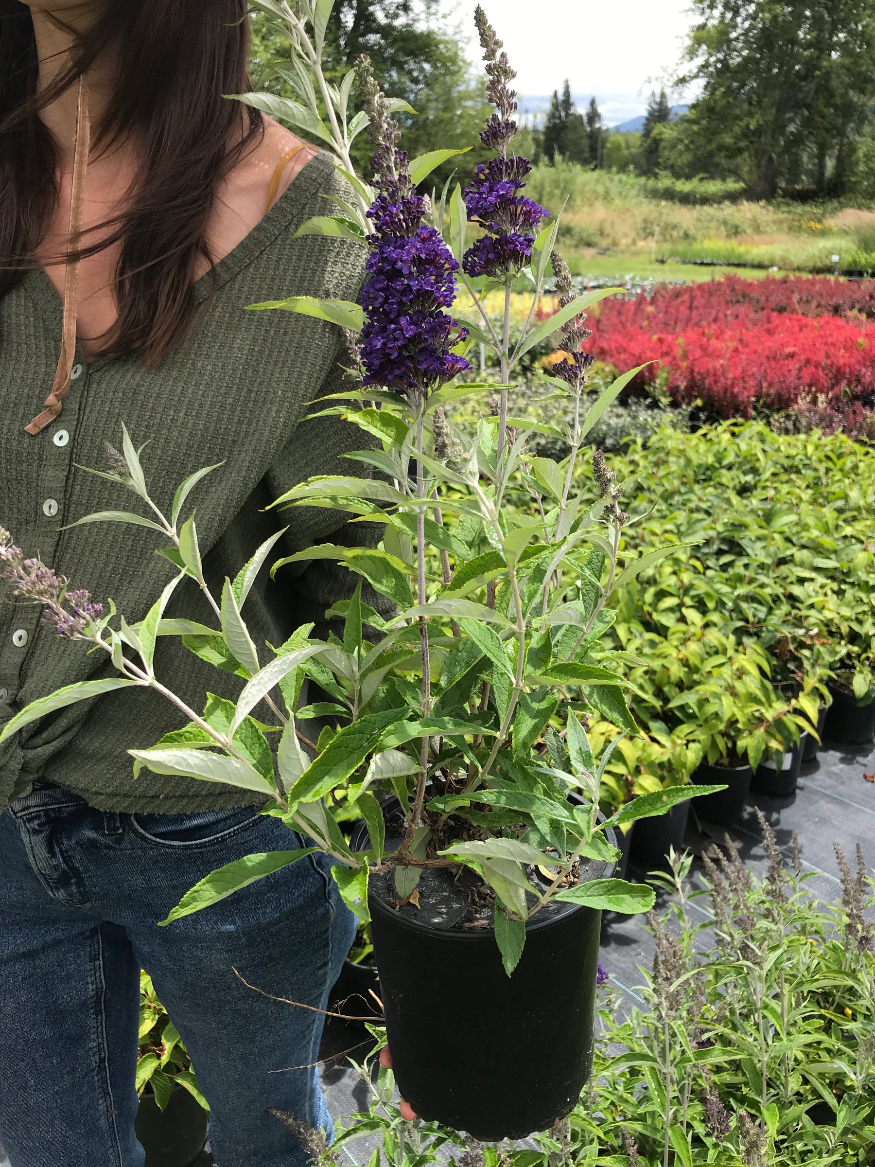 Butterfly Bush 'Buzz Magenta' for Sale Online - The Greenhouse