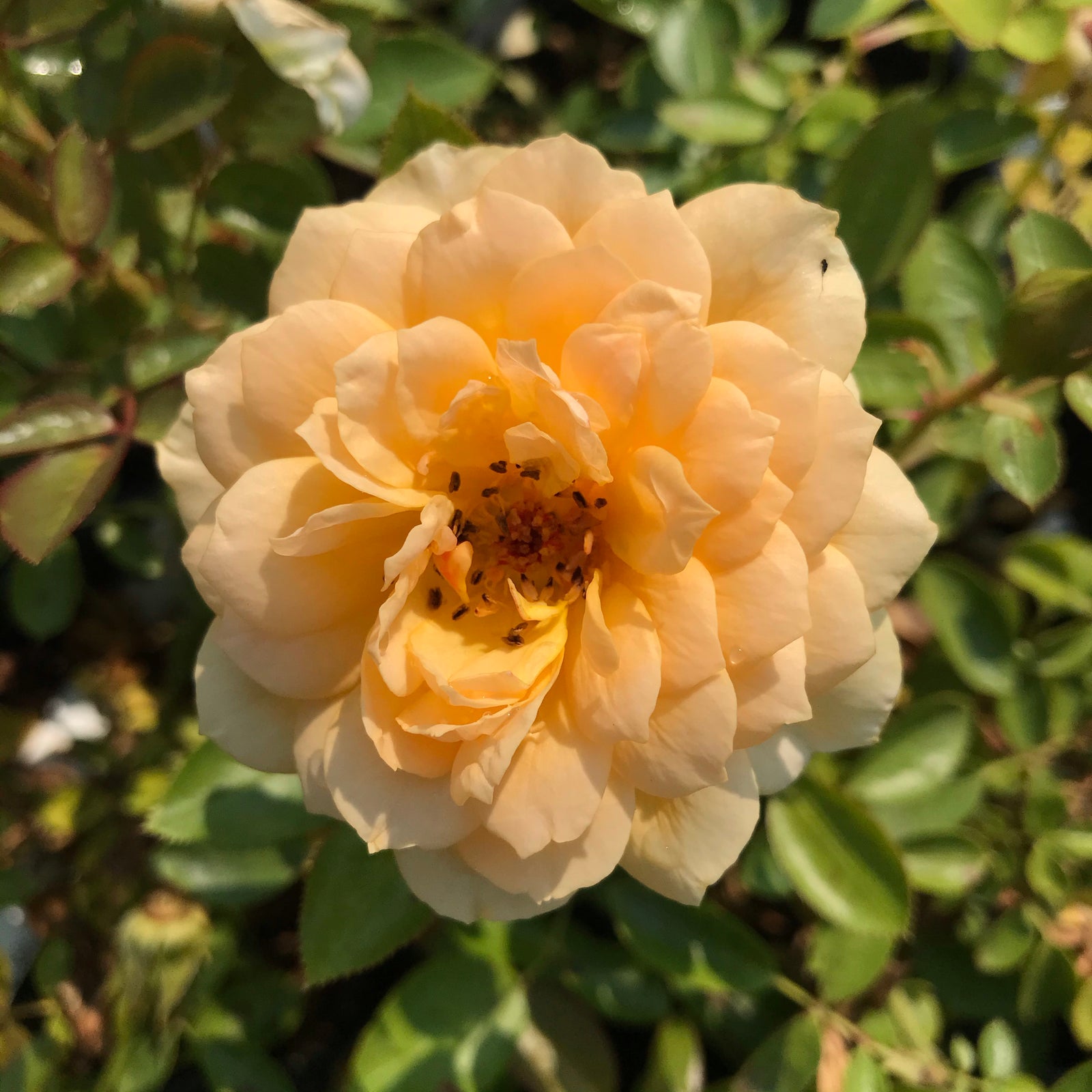Edith's Darling™ Rose - The Greenhouse