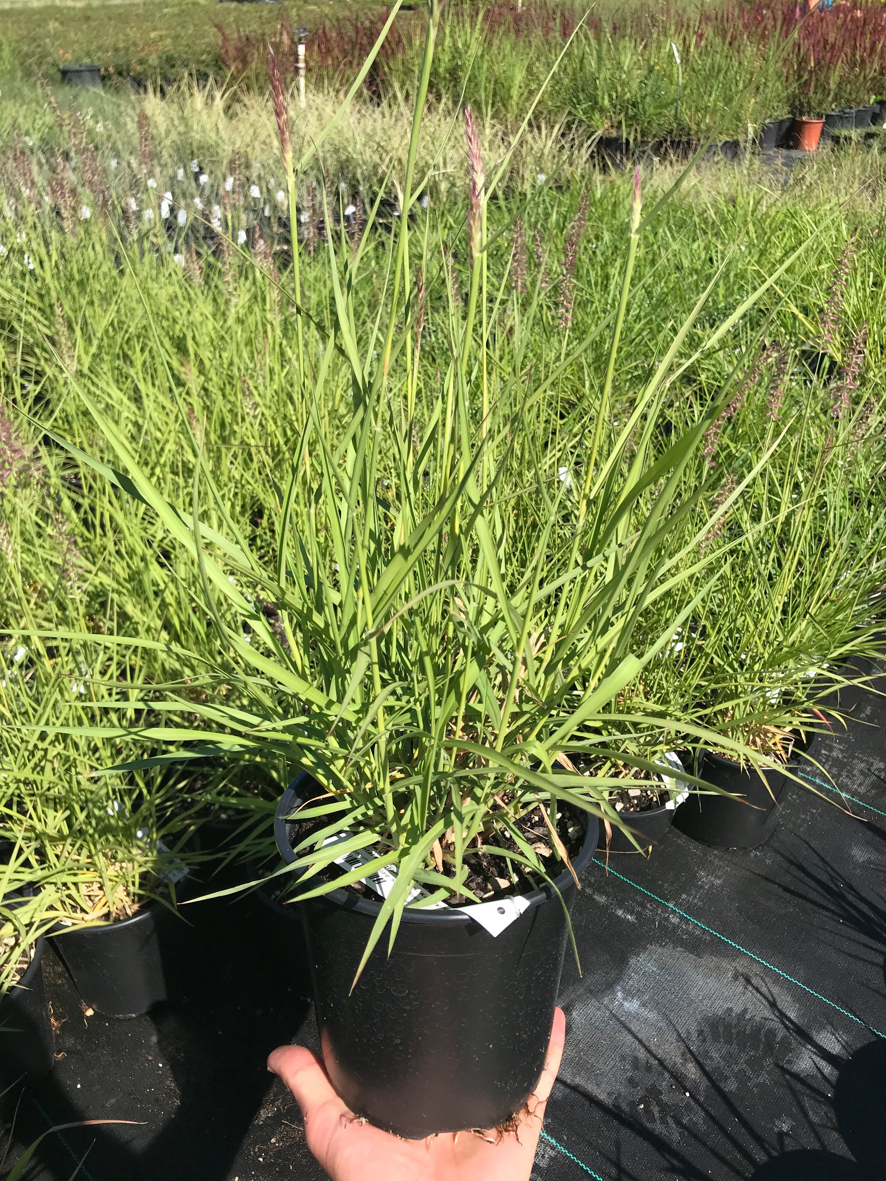 Oriental Fountain Grass 'Karley Rose' for Sale Online - The Greenhouse