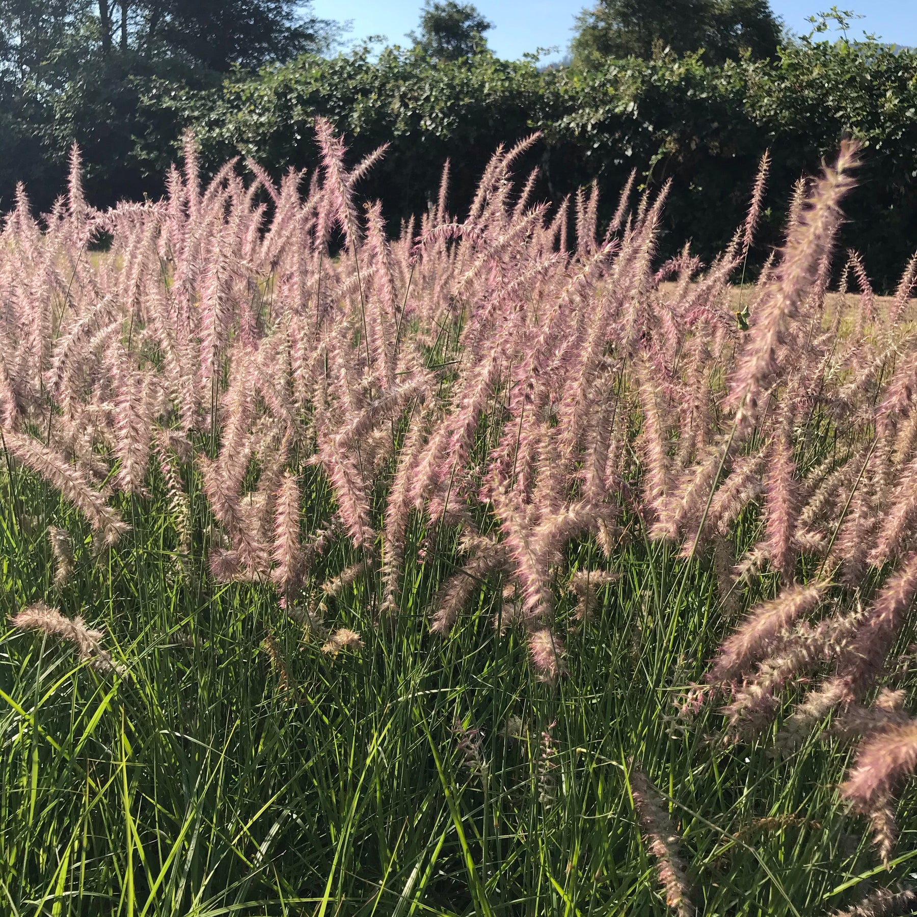 Oriental Fountain Grass 'Karley Rose' for Sale Online - The Greenhouse