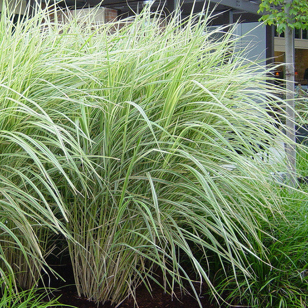 Variegated Japanese Silver Grass for Sale Online - The Greenhouse