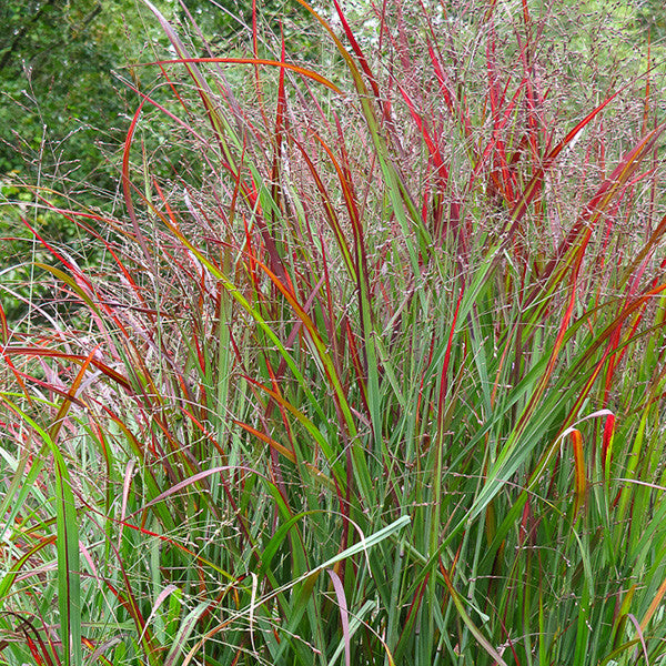 Red Switchgrass 'Shenandoah' for Sale Online - The Greenhouse