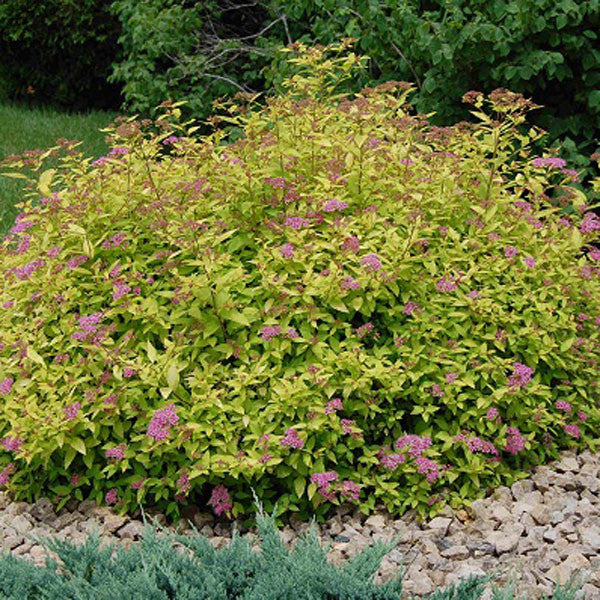 Spirea Little Princess For Sale Online The Greenhouse