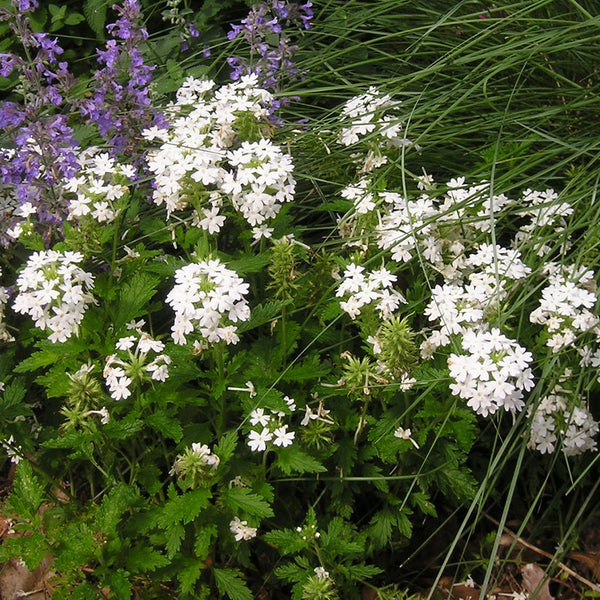 Verbena 'Snowflurry' for Sale Online - The Greenhouse